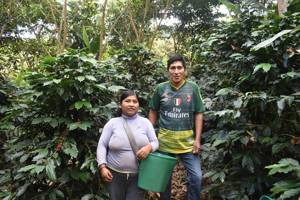 86+ Find: Carolina Villalobos (Bolivia) Microlot. NEW ARRIVAL ...